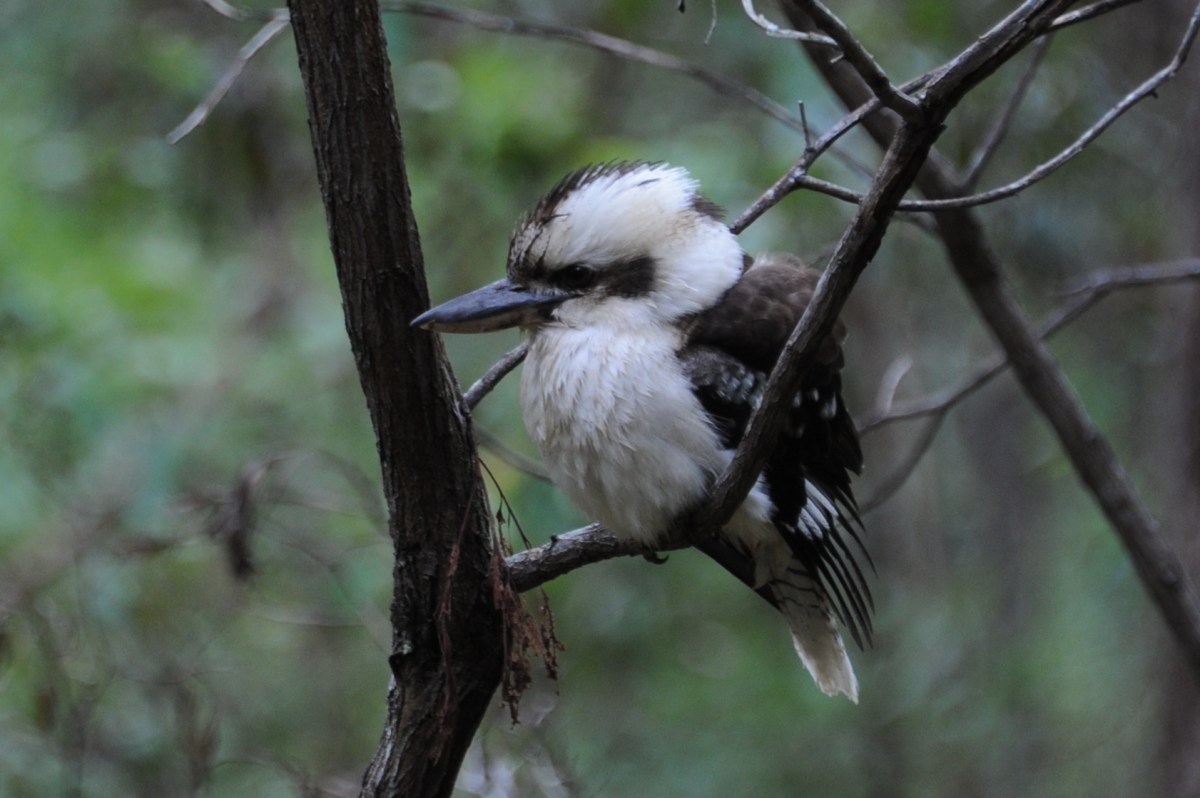 Birds of Australia – Pom explores